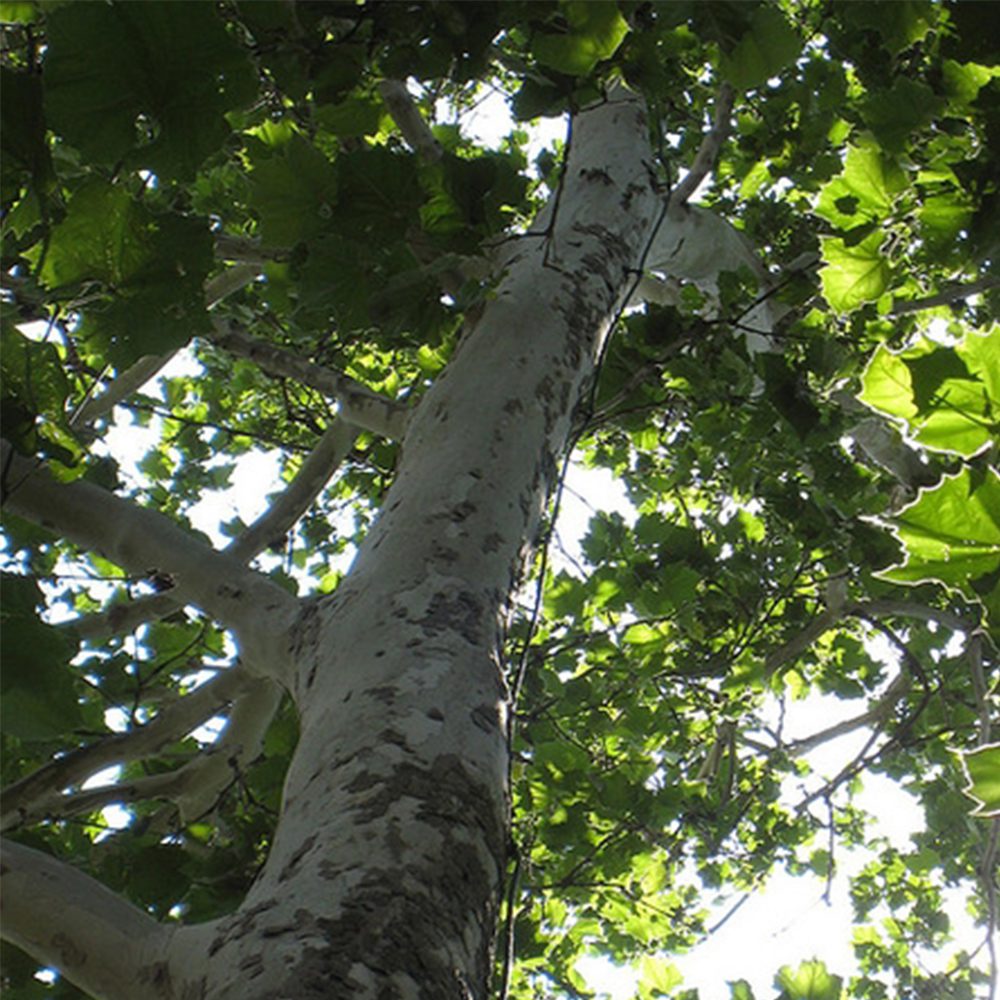 Platanus Acerifolia 'Exclamation' - Platane à feuilles d'érable ...