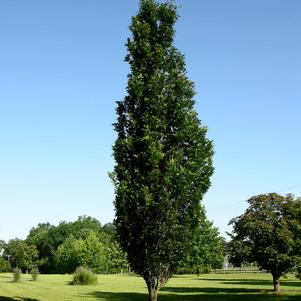 Quercus Alba X Robur 'Crimson Spire' - Chêne fastigié 'Crimson Spire ...